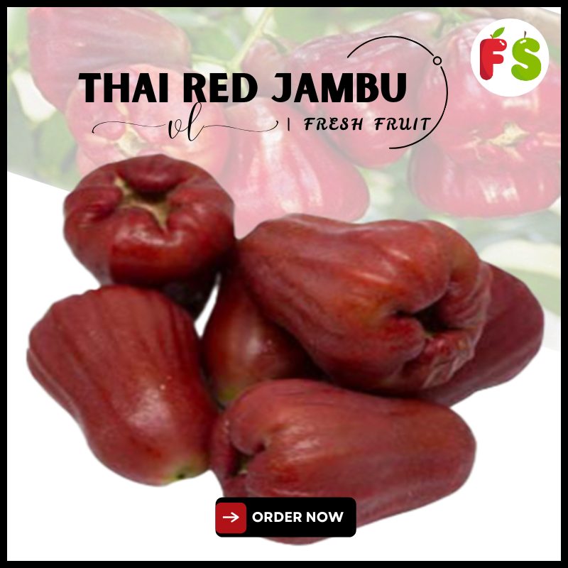 Thai Red Jambo , 5 pcs / Bundle 泰国水翁 – FS Fruity Pte Ltd
