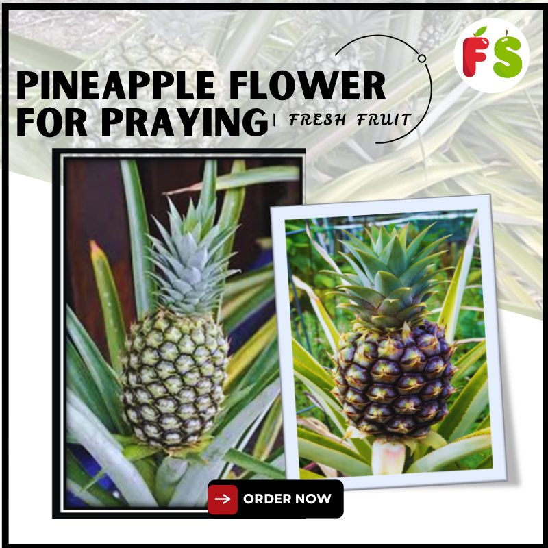 Pineapple Flower for Prayer>1.2kg , 黄梨花 – FS Fruity Pte Ltd